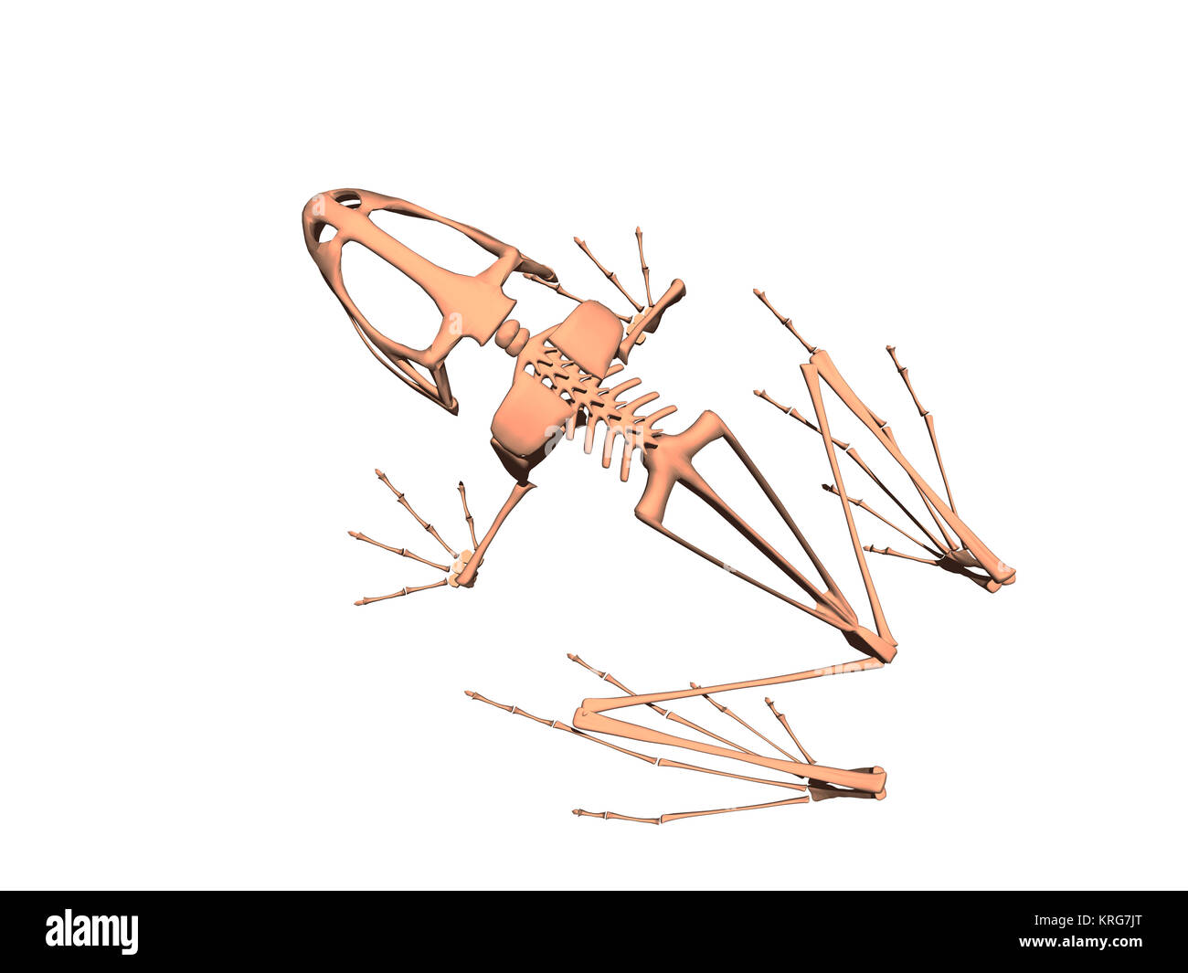 frog skeleton isolated Stock Photo - Alamy