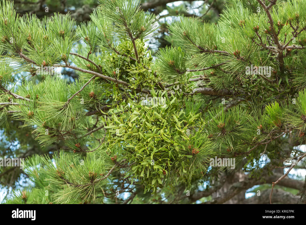 An alien plant grows on a pine branch Stock Photo - Alamy