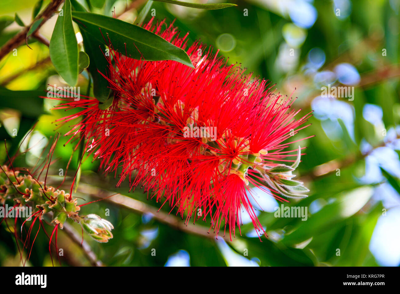 a red flower Stock Photo - Alamy
