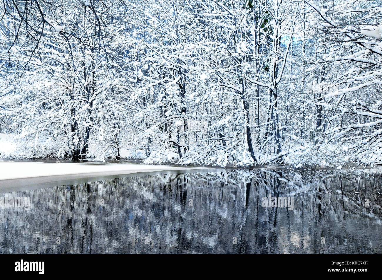 Frosty tree in the winter scenery . Winter landscape of frozen trees ...