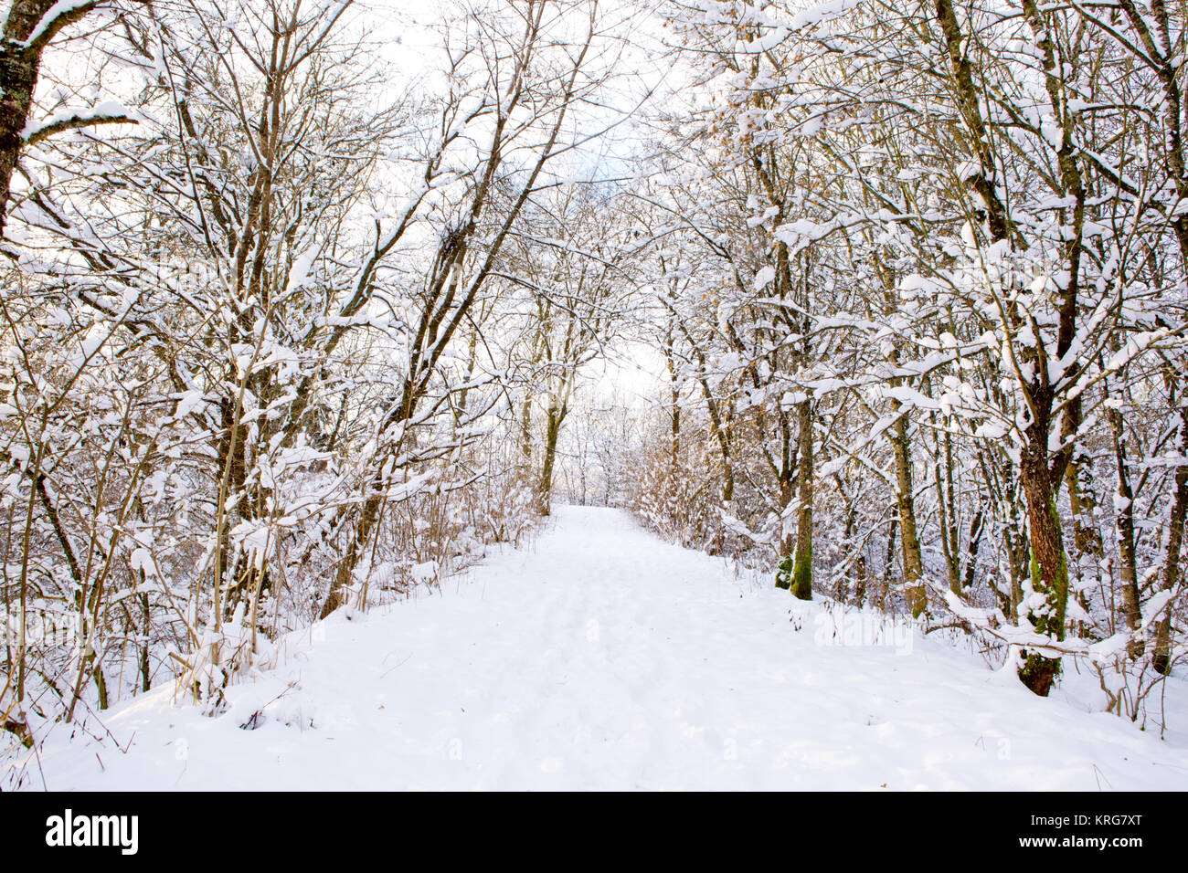 Winter background.Winter forest walk with trees in the snow. New year ...