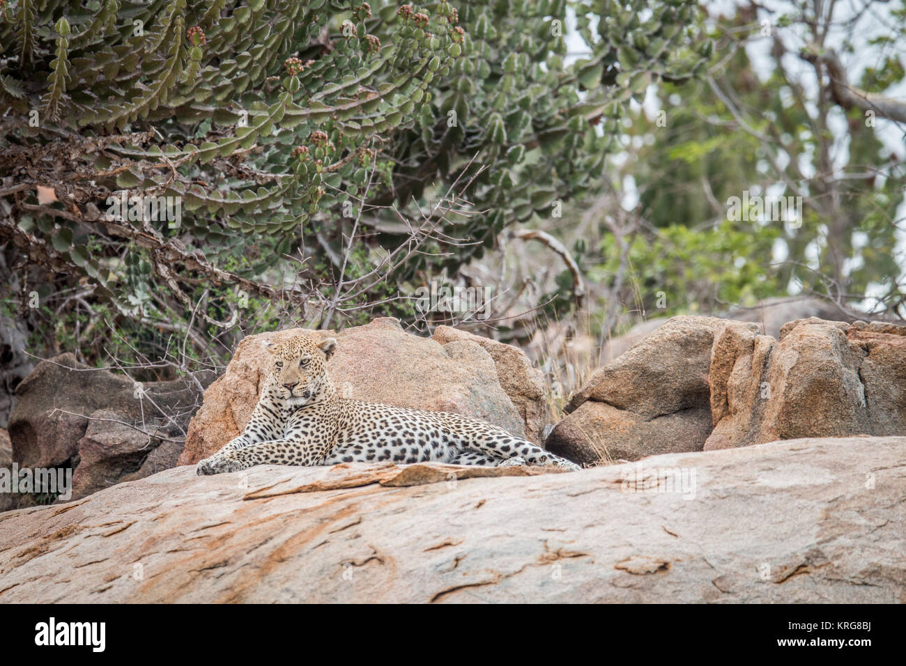Leopard on the rocks Stock Photo - Alamy