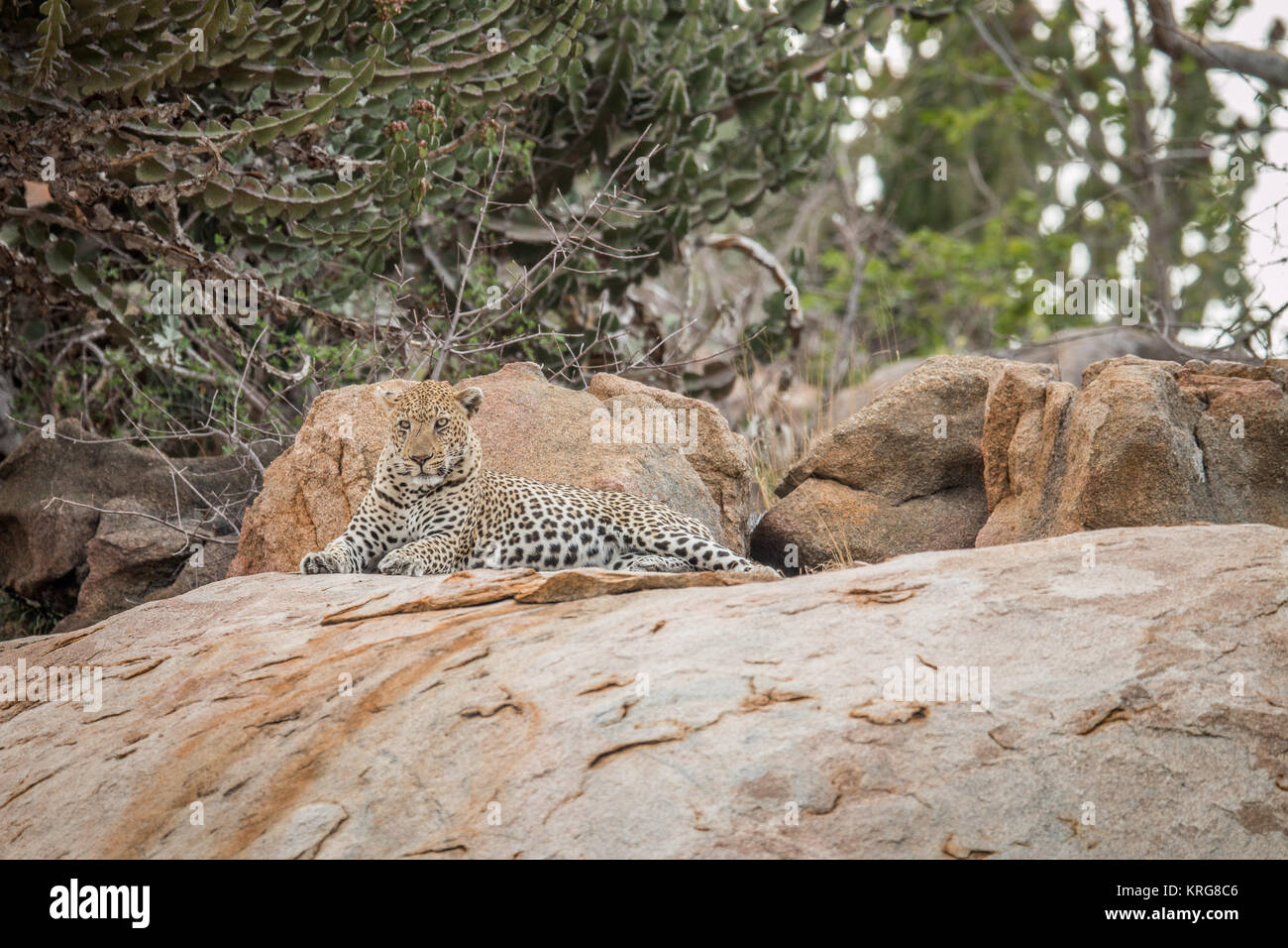 Leopard on the rocks Stock Photo - Alamy