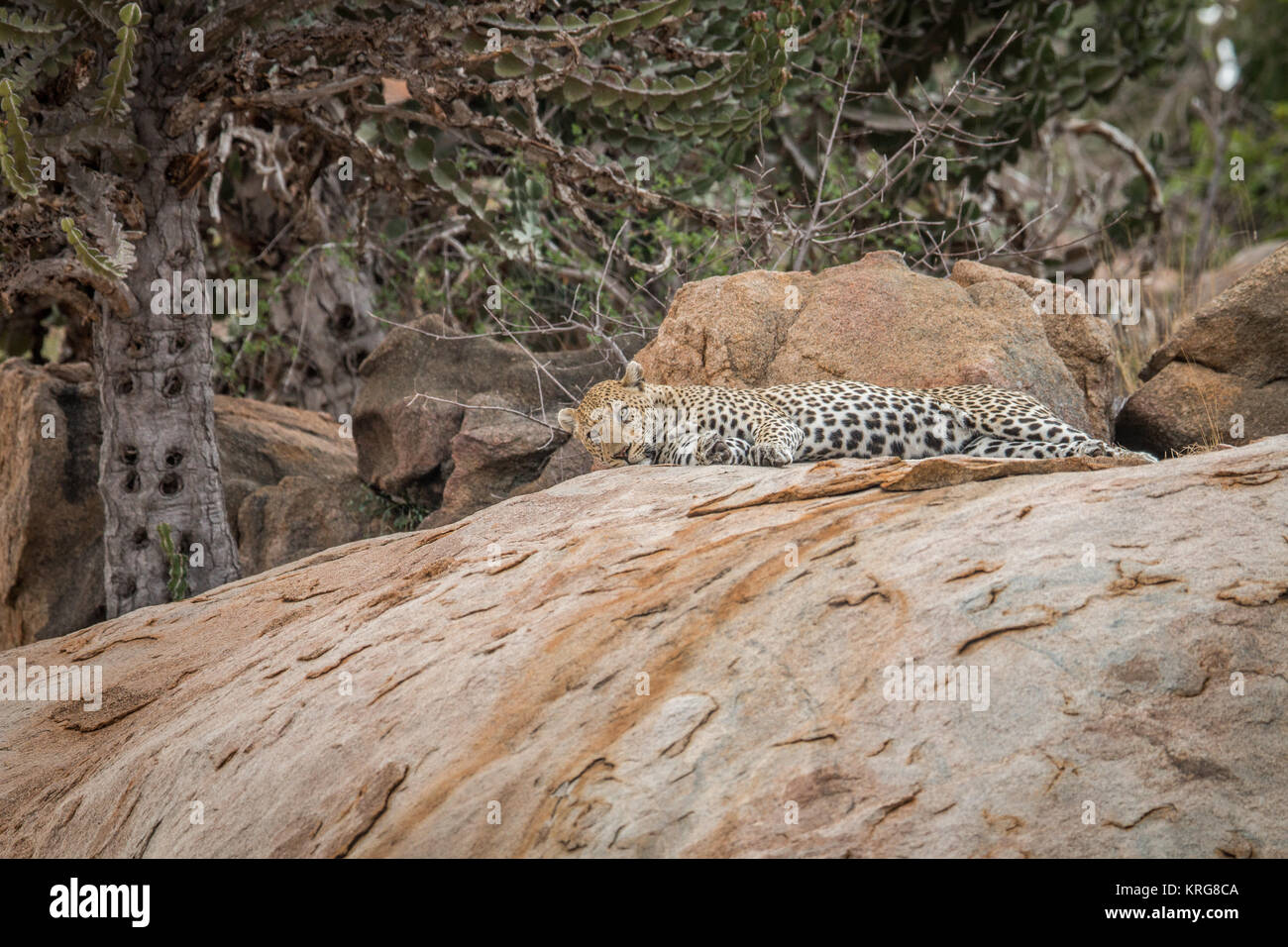 Leopard on the rocks Stock Photo - Alamy