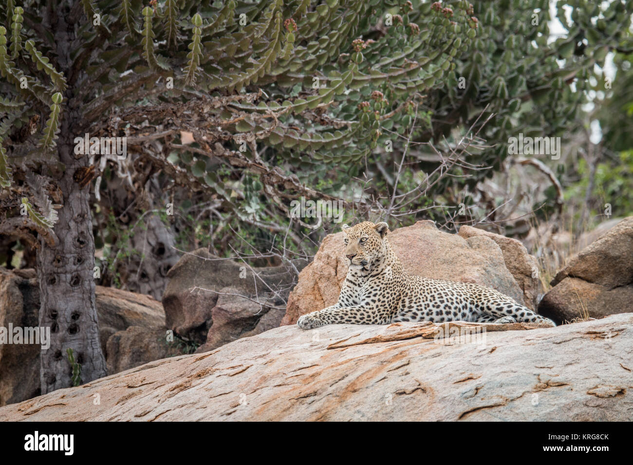 Leopard on the rocks Stock Photo - Alamy