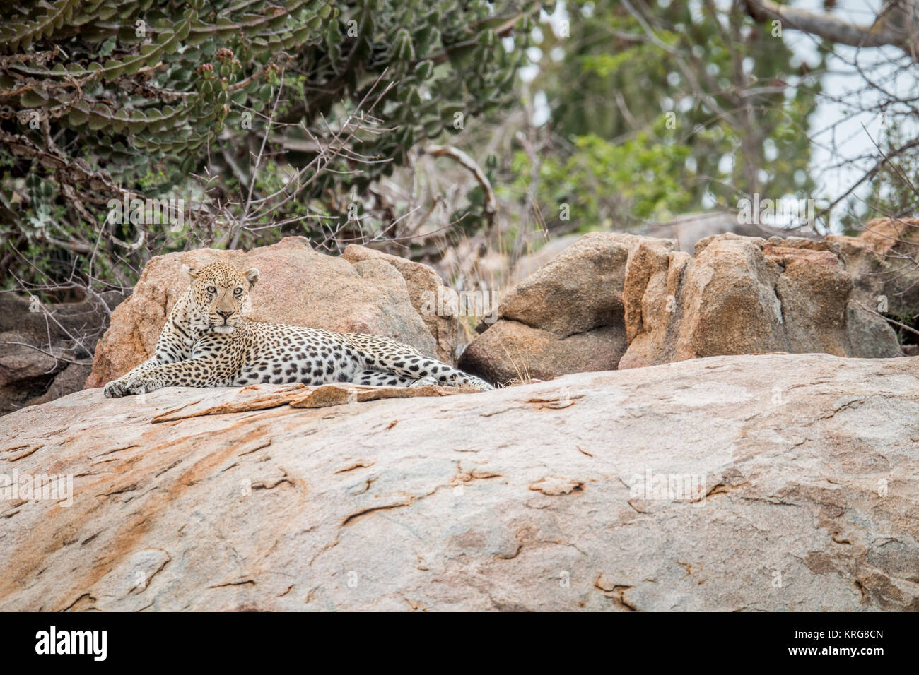 Leopard on the rocks Stock Photo - Alamy