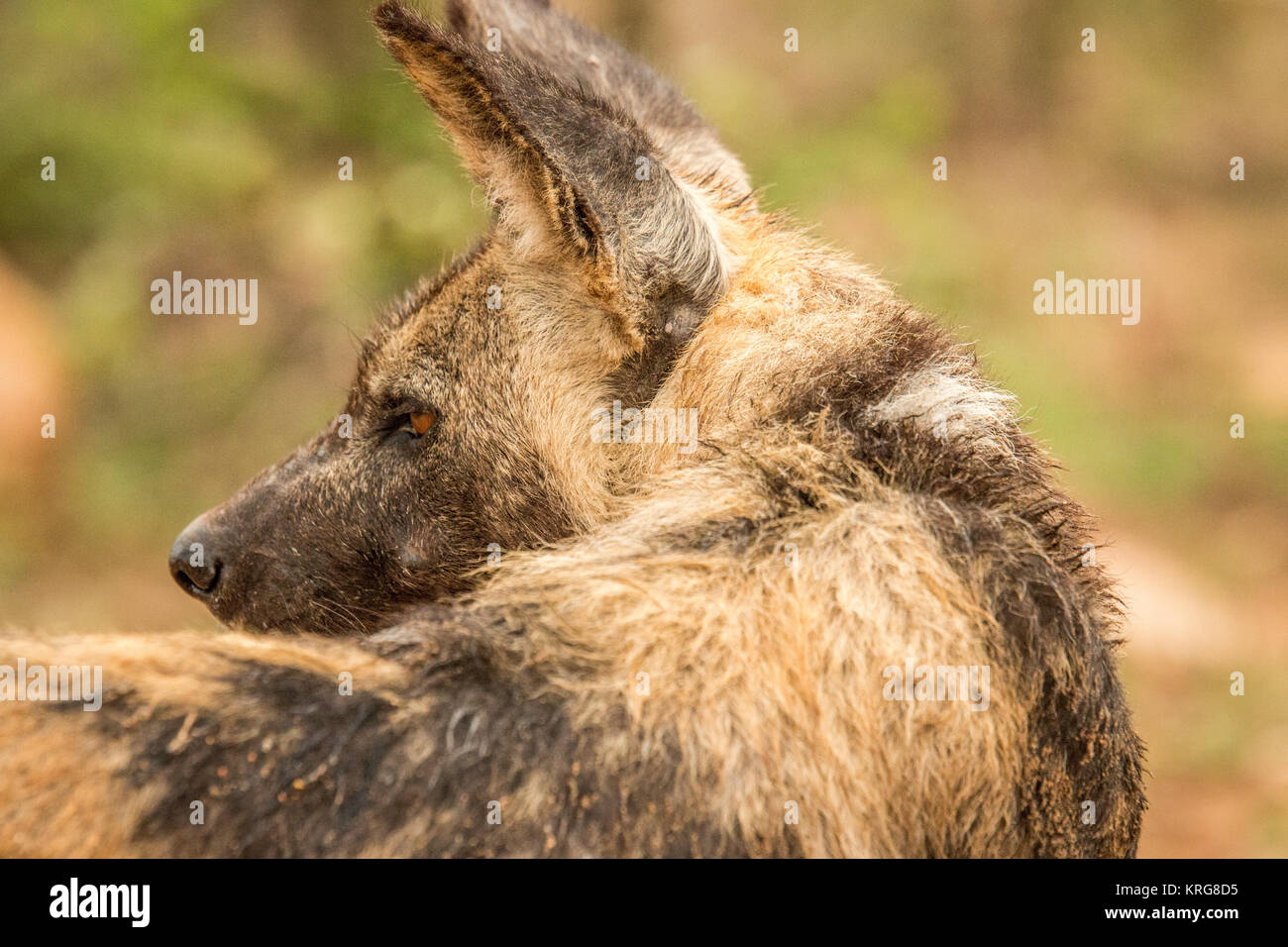 Starring African wild dog from behind Stock Photo - Alamy