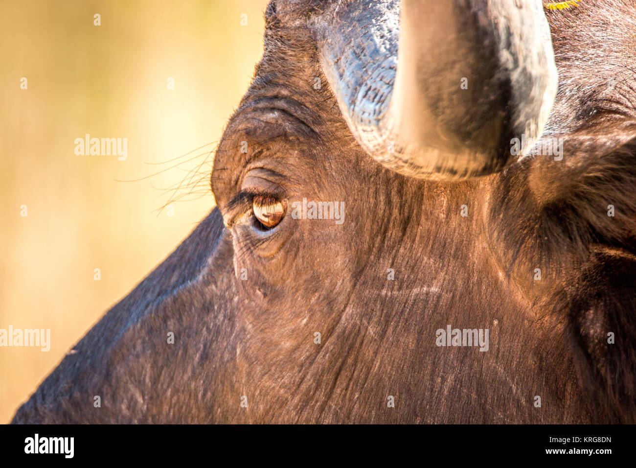 Close up of the eye of an African buffalo Stock Photo - Alamy