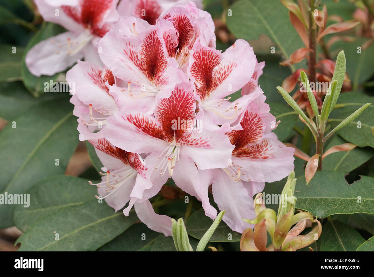 Rhododendron rhododendron belami hi-res stock photography and images ...