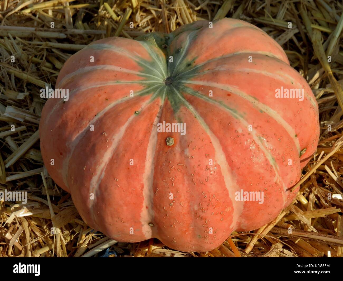 bright red pumpkin Stock Photo - Alamy