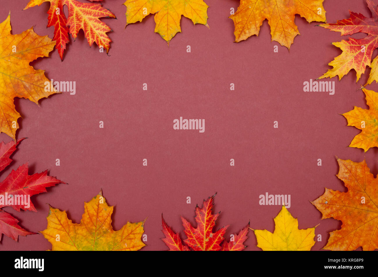 Claret background surrounded by autumn colorful fallen maple leaves ...