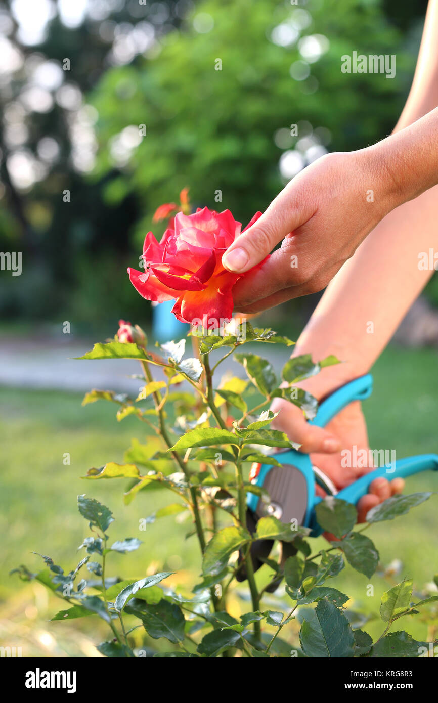 pruning shrub roses Stock Photo - Alamy