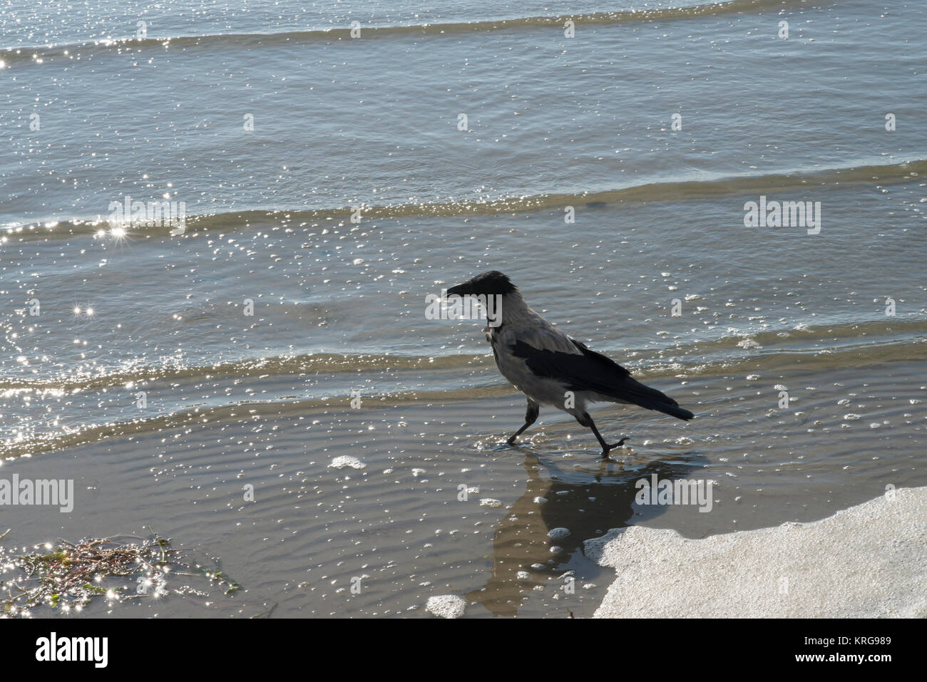 Hooded crow (Corvus cornix) on beach area, Parnu (Pärnu), south west ...