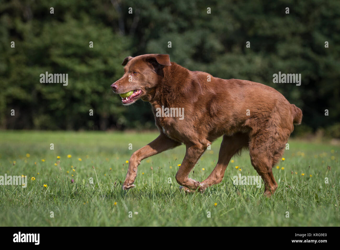 Chesapeake Bay Retriever Golden Retriever Mix
