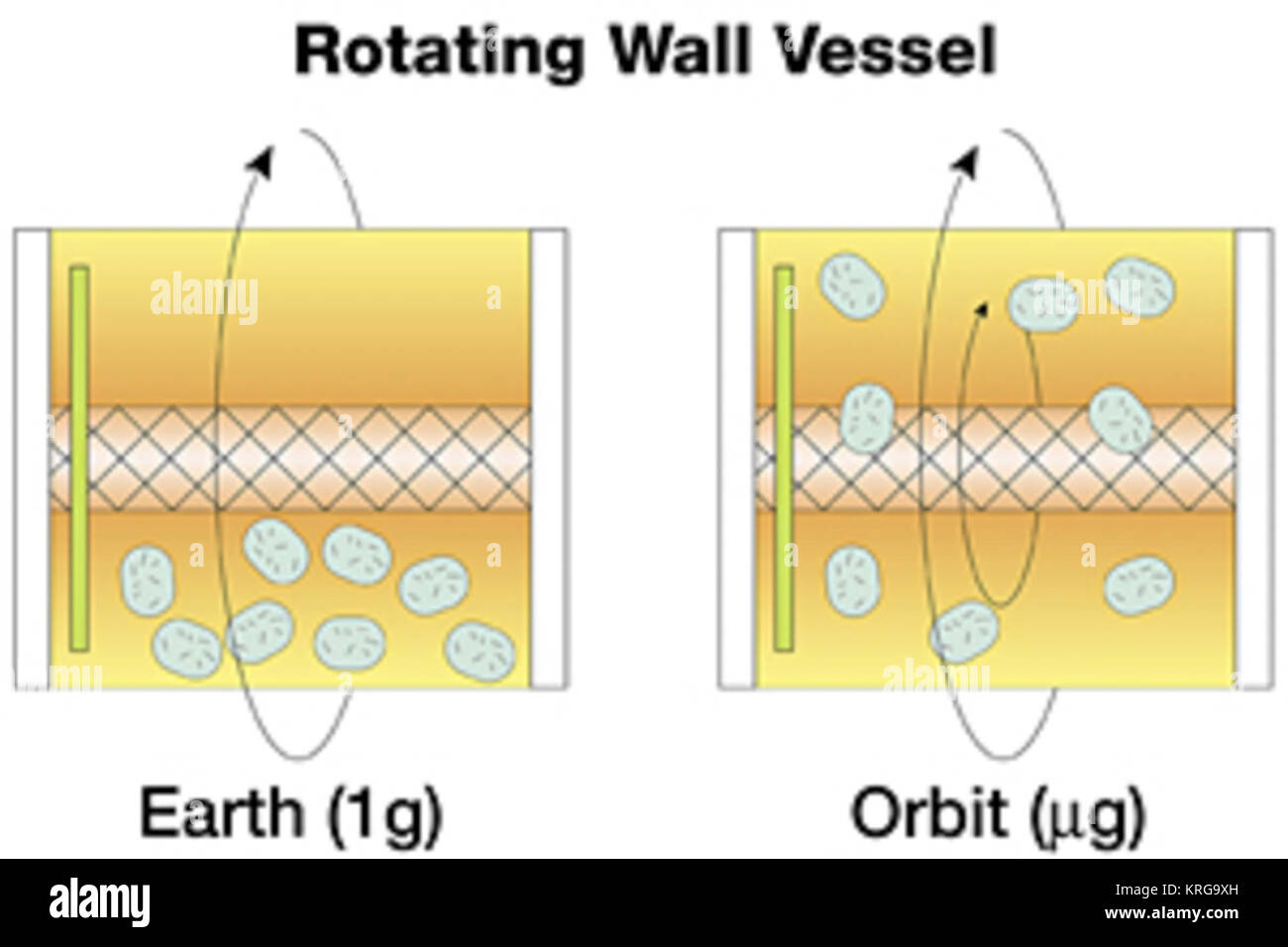 Rotary Cell Culture System diagram Stock Photo - Alamy