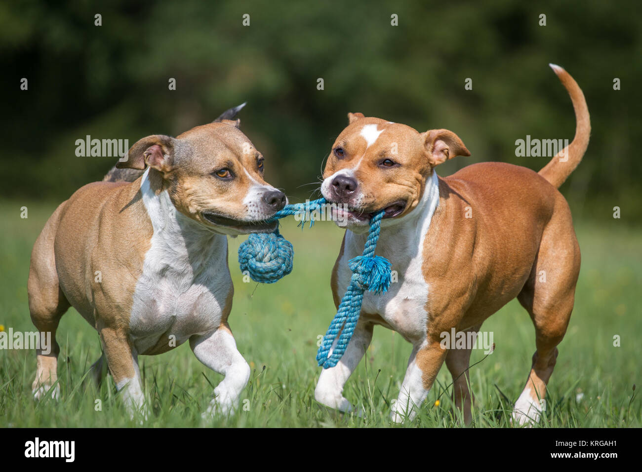 Dogs playing park domestic hi-res stock photography and images - Alamy