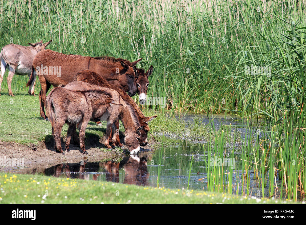 Farm animal drinking water hi-res stock photography and images - Alamy