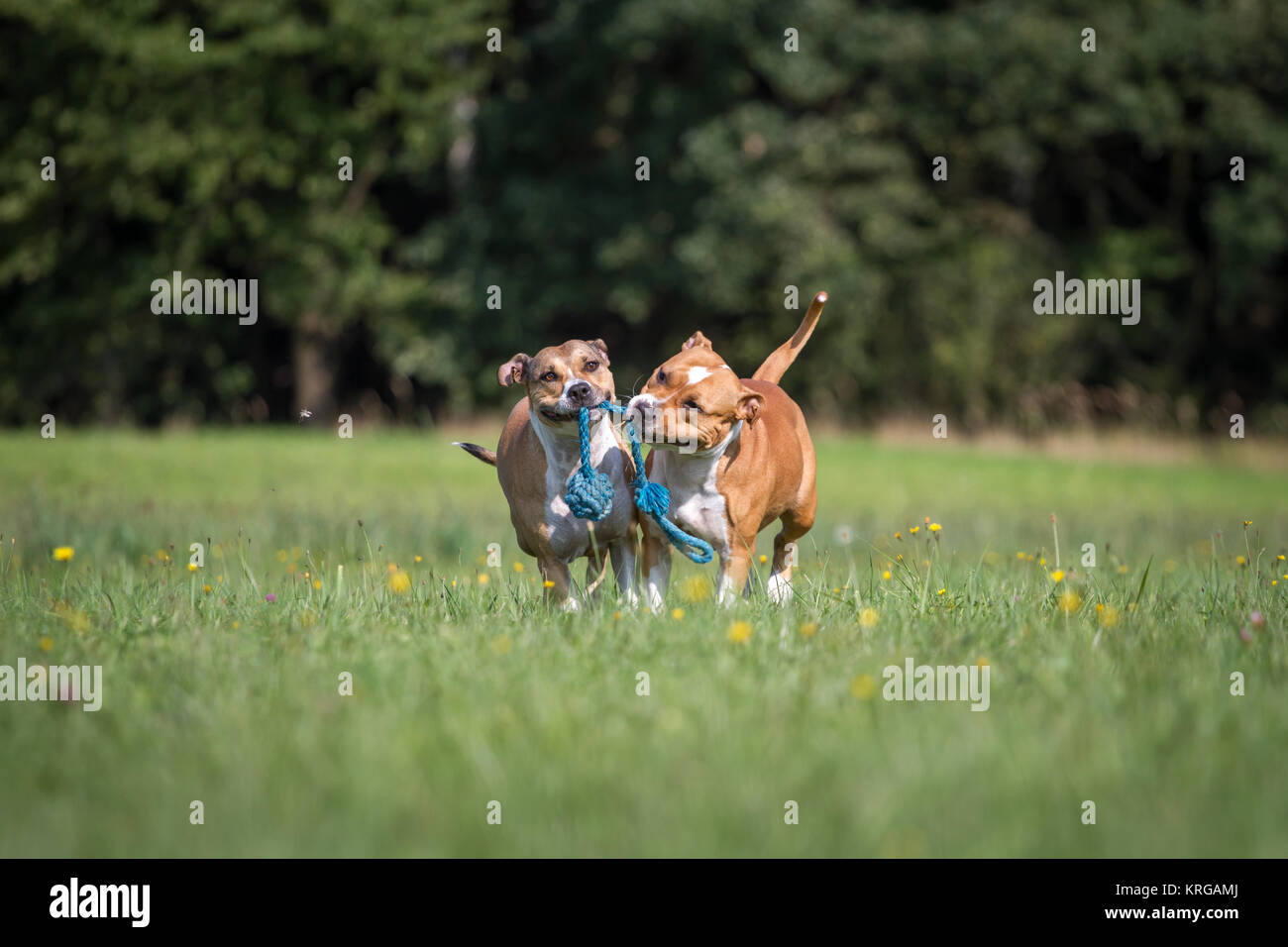 Dogs playing park domestic hi-res stock photography and images - Alamy