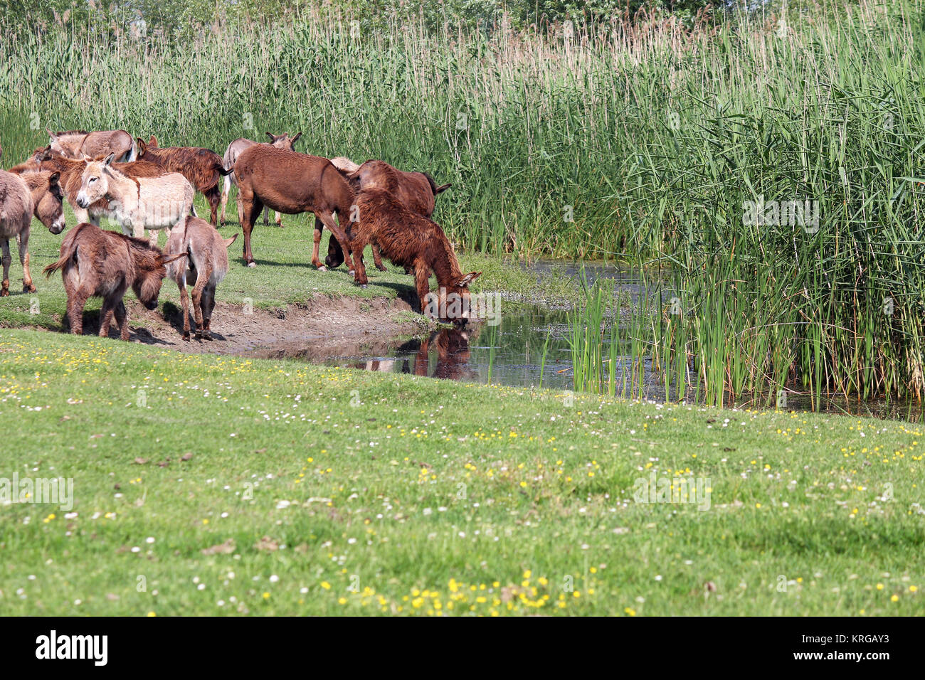 Farm animal drinking water hi-res stock photography and images - Alamy