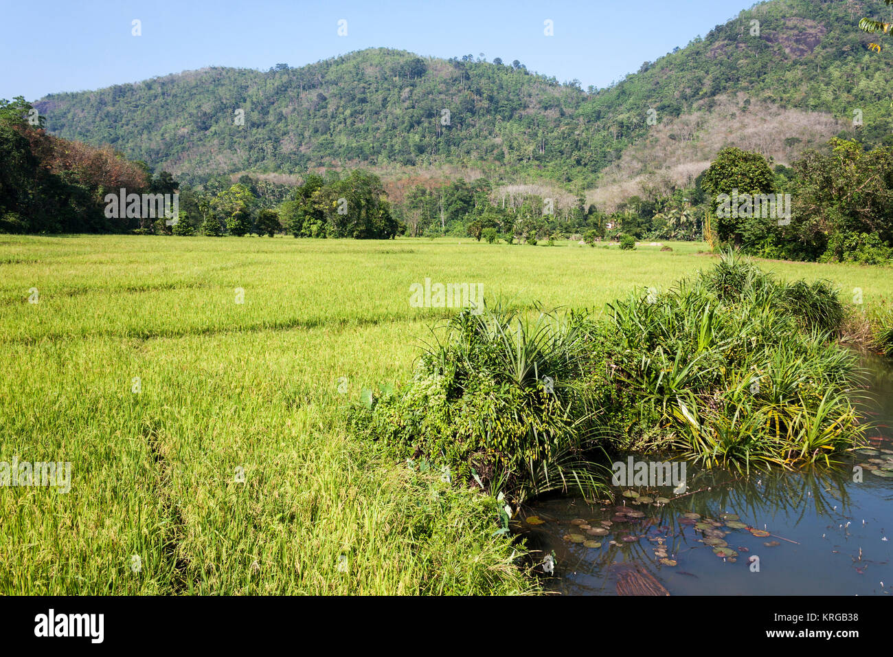 Rice field in Sri Lanka Stock Photo - Alamy