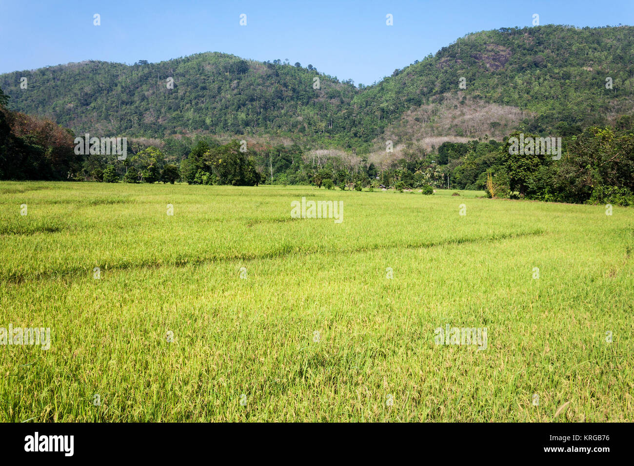 Pond with view sri lanka hi-res stock photography and images - Alamy