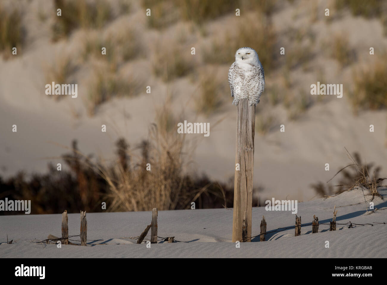 Snowy Owl on the Beach Stock Photo - Alamy