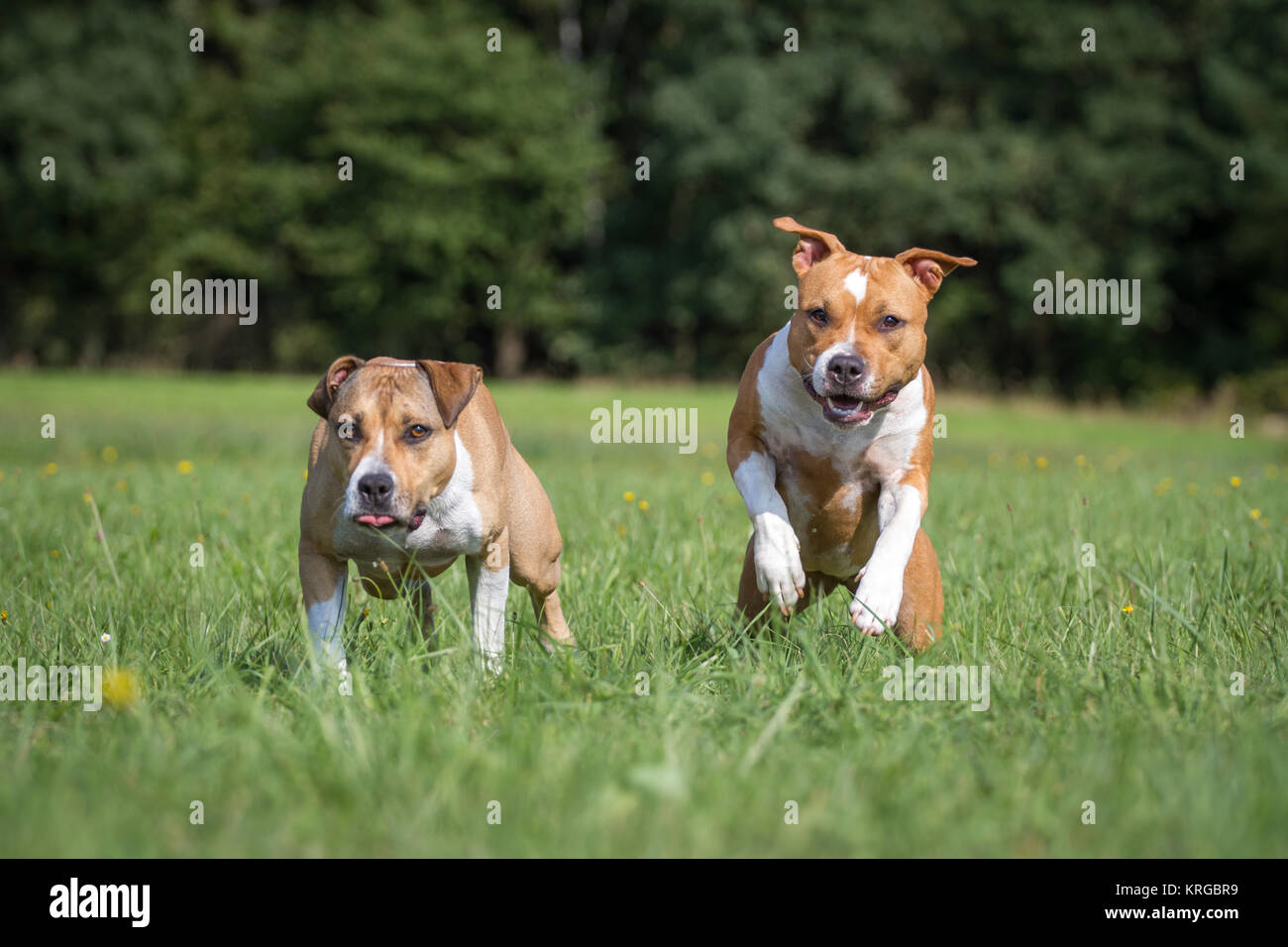 Can A American Staffordshire Terrier And A Boxer Be Friends