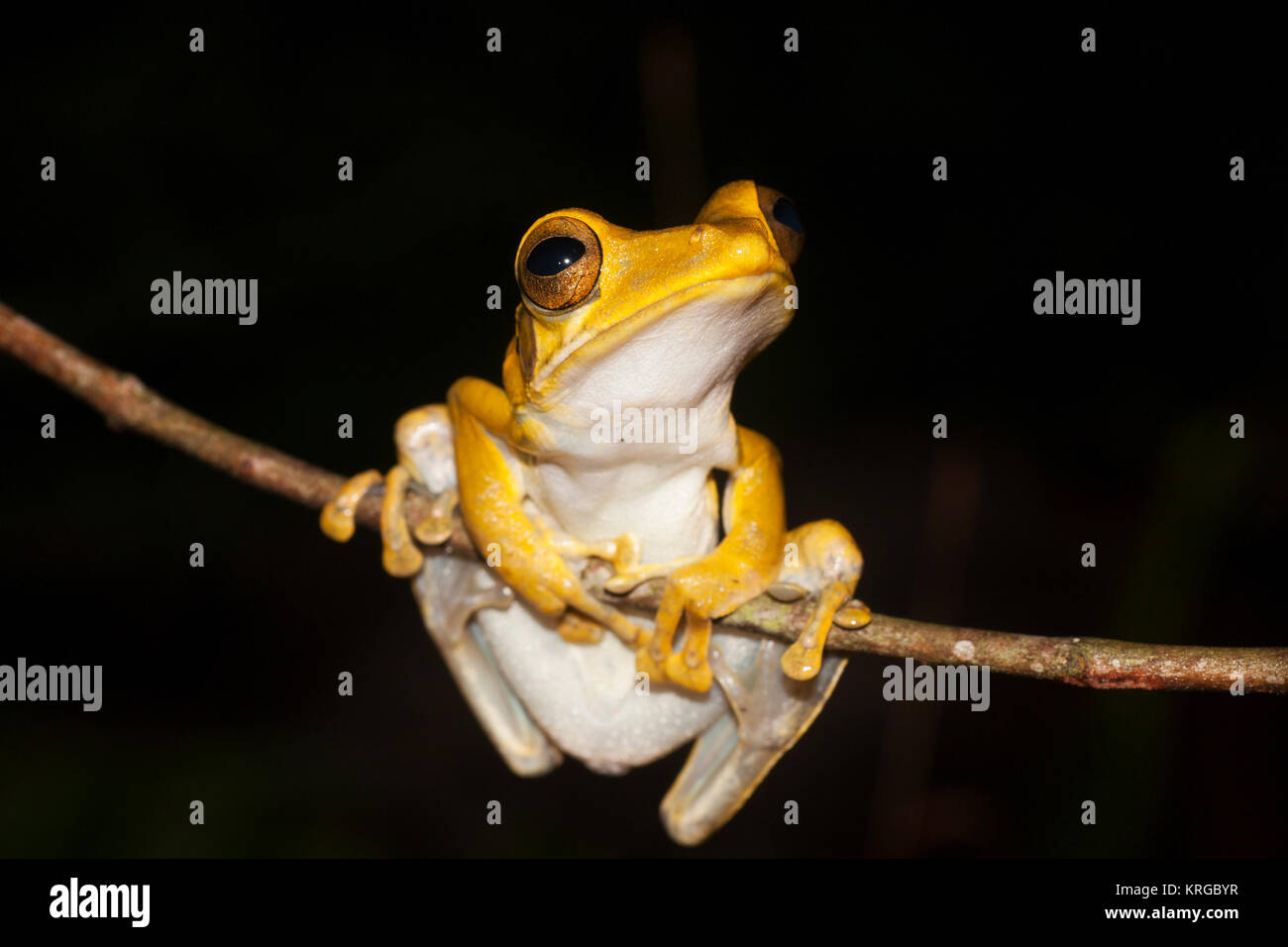 Arboreal frog from Sri Lanka, Sri Lanka whipping frog (Polypedates ...