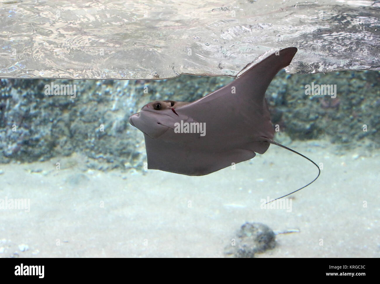 Atlantic Cownose Ray (Rhinoptera bonasus ) in closeup Stock Photo - Alamy