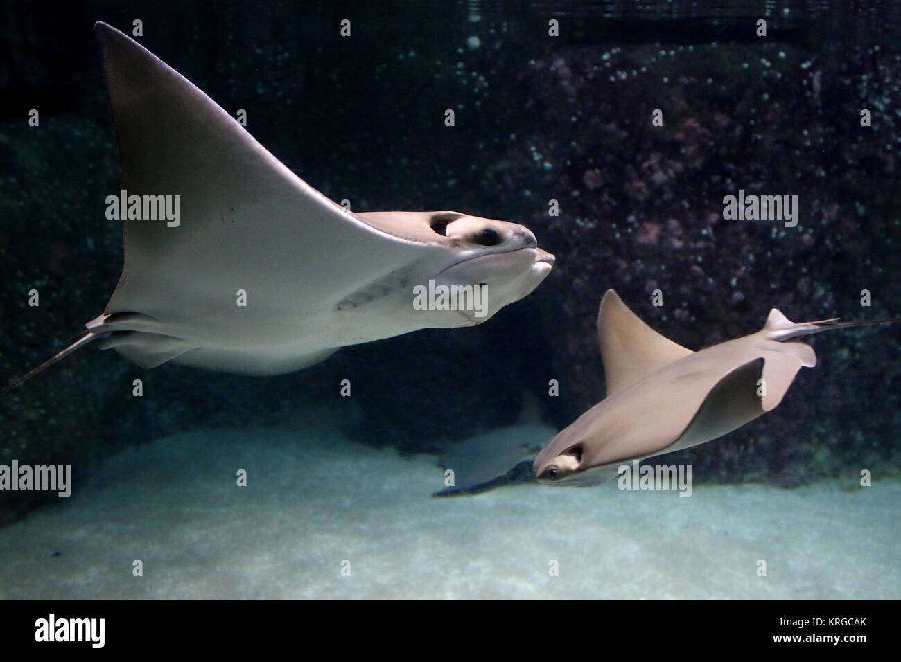 Cownose rays swimming in hi-res stock photography and images - Alamy