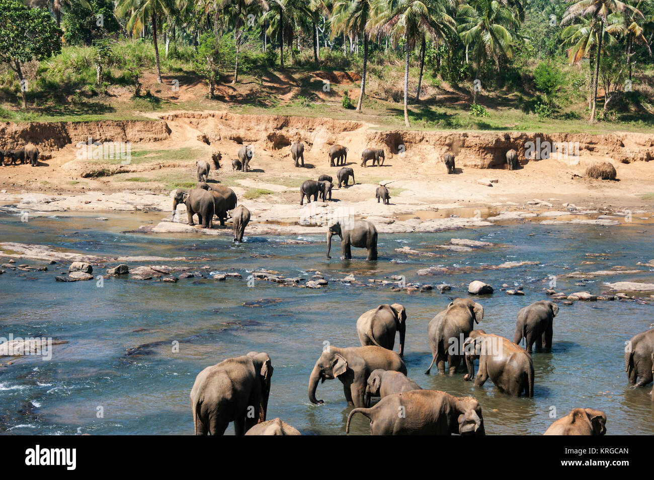Pinnawala Elephant Orphanage, Sri Lanka Stock Photo - Alamy