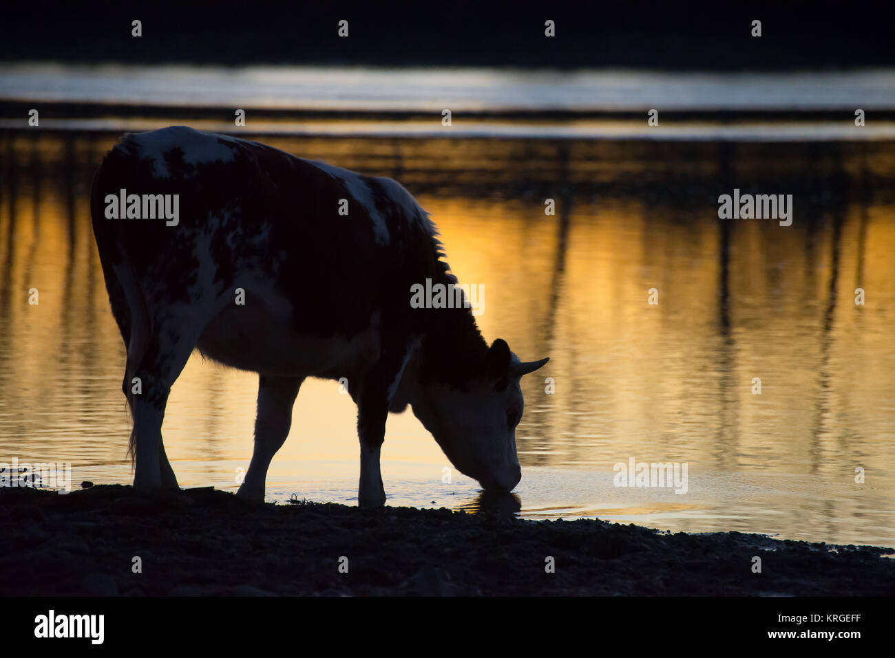 Boy cow hi-res stock photography and images - Alamy