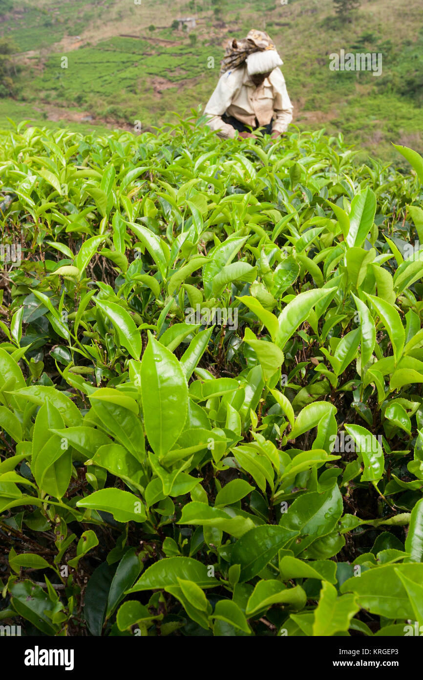 Tea plantation in Sri Lanka Stock Photo - Alamy
