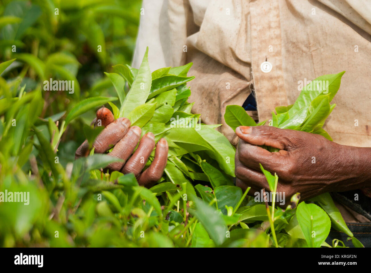 Tea plucking on plantation in Sri Lanka Stock Photo - Alamy