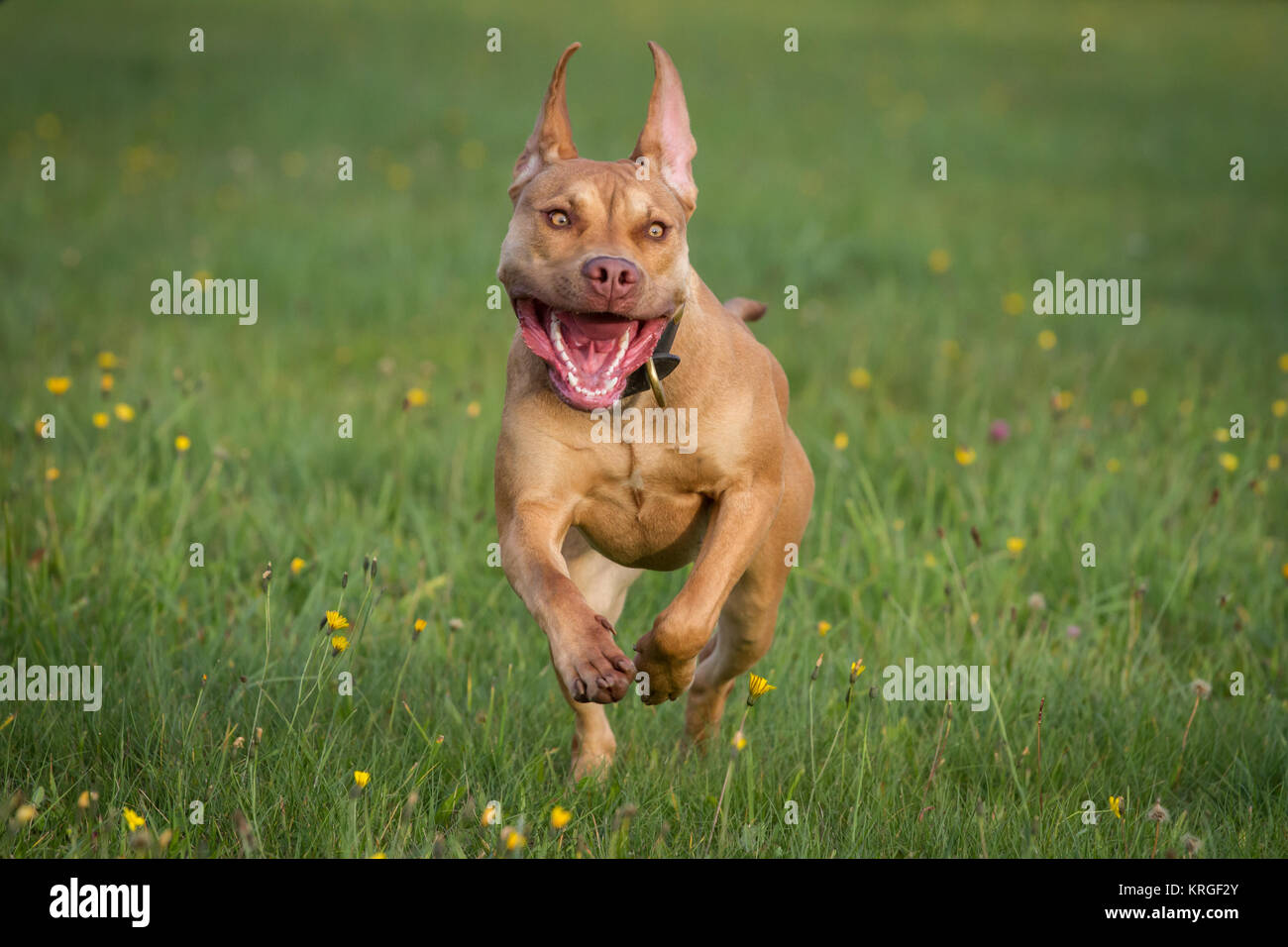 Female whopper hi-res stock photography and images - Alamy