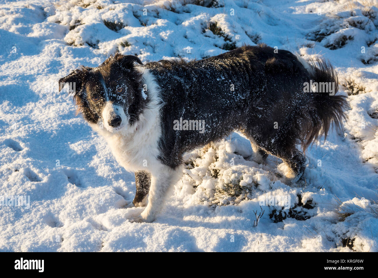 Border collie in snow with sheep hi-res stock photography and images ...