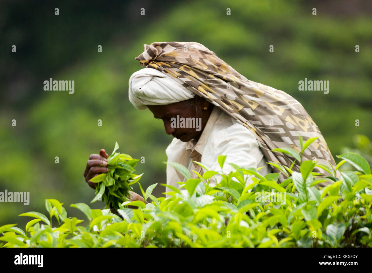Tea plucking on plantation in Sri Lanka Stock Photo - Alamy