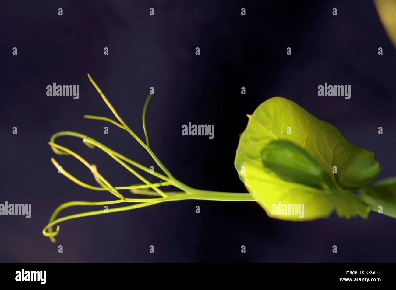 ISS-06 Sprouts on the Russian plant growth experiment Stock Photo - Alamy