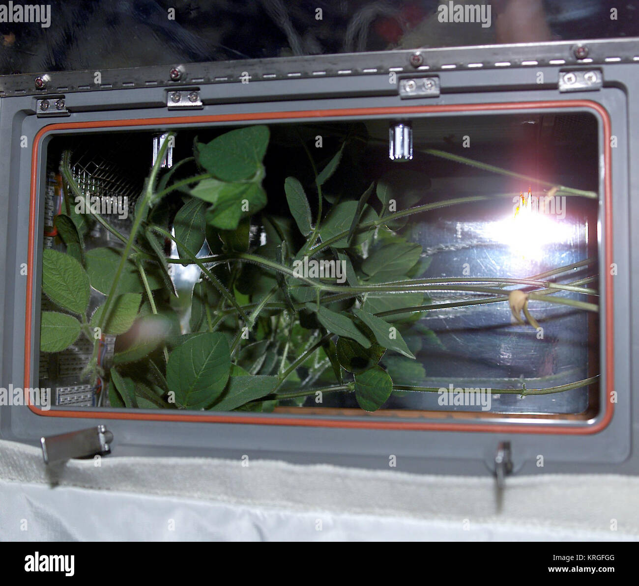 ISS-05 Advanced Astroculture soybean plant growth experiment Stock ...