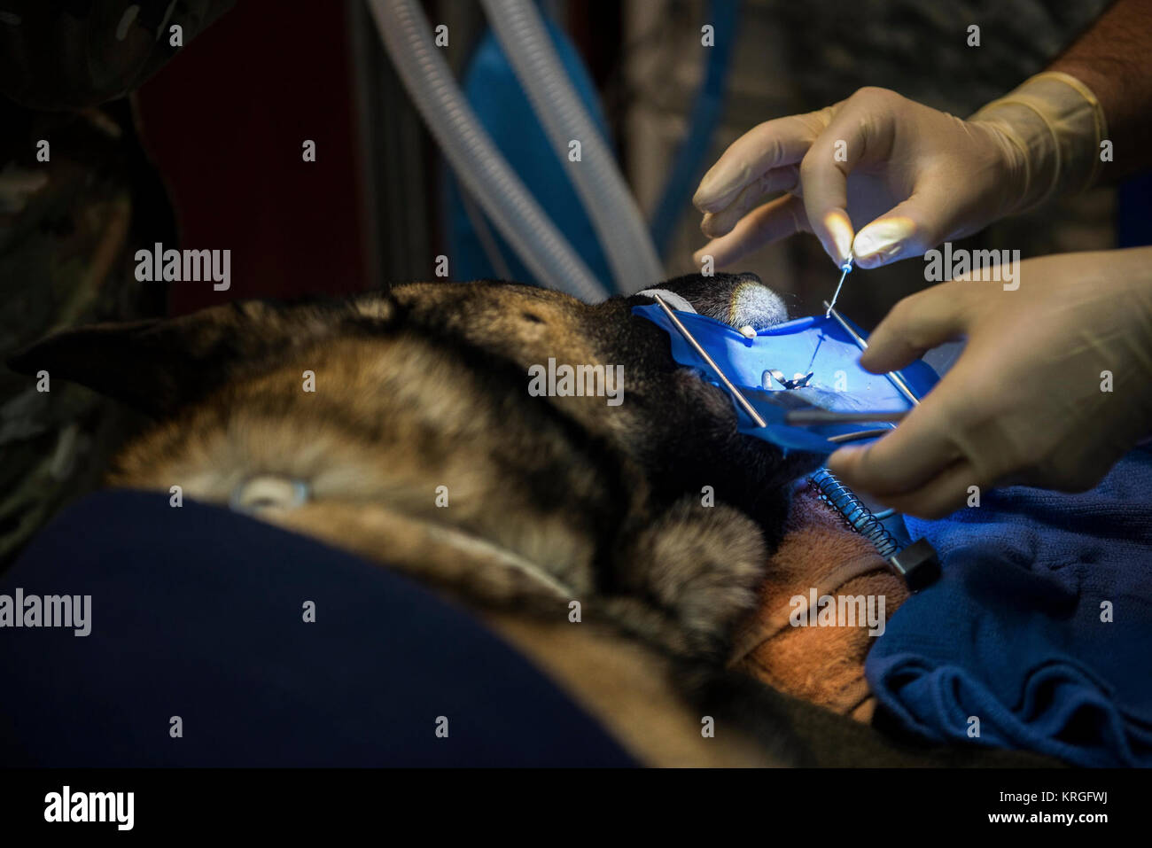 Commander root hi-res stock photography and images - Alamy