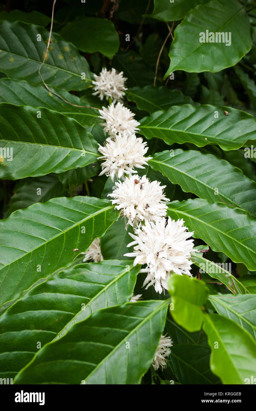 Plantation coffea hi-res stock photography and images - Alamy