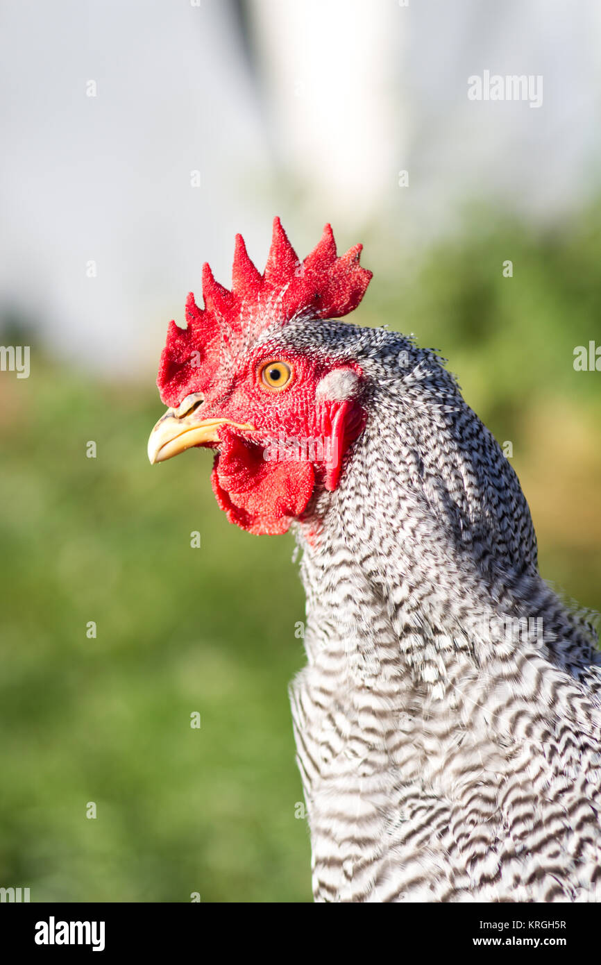 Young Amrock chicken rooster Stock Photo - Alamy