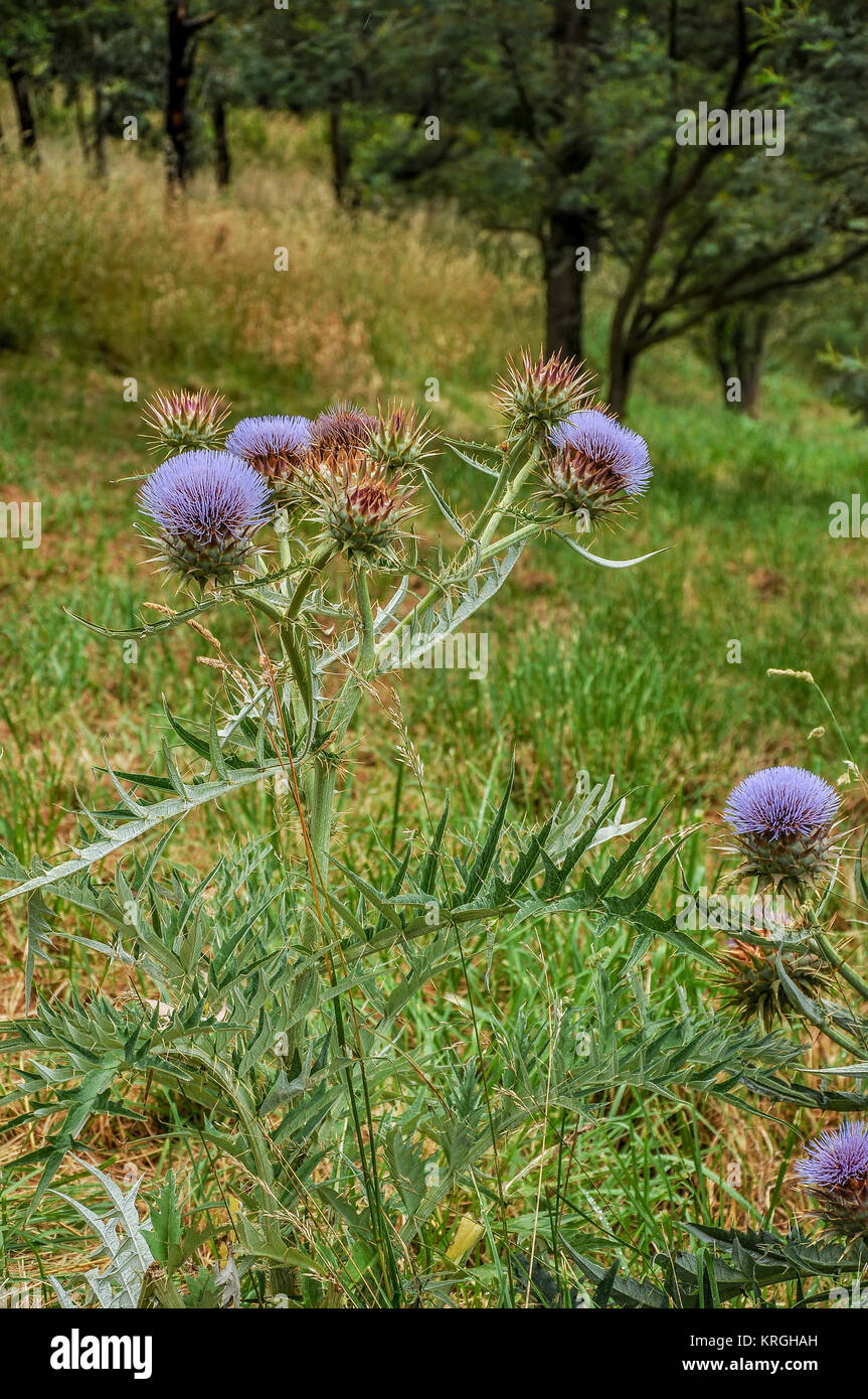 Wild flower closeup . Thistle Stock Photo - Alamy