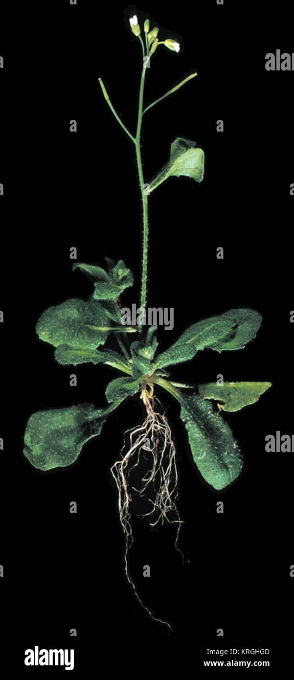 Thale cress hi-res stock photography and images - Alamy