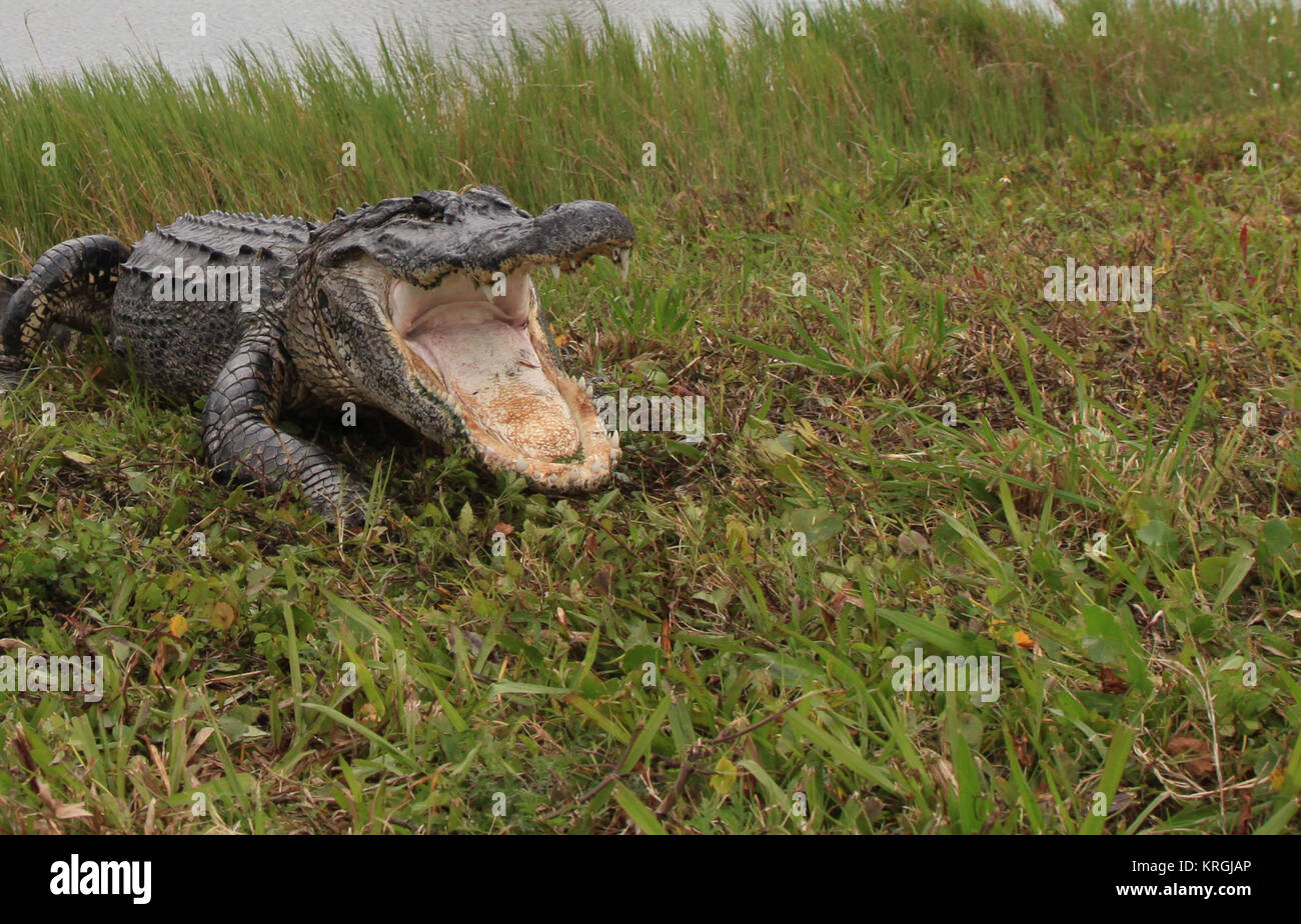 NASA Kennedy Wildlife - Alligator Hi Spread Stock Photo - Alamy