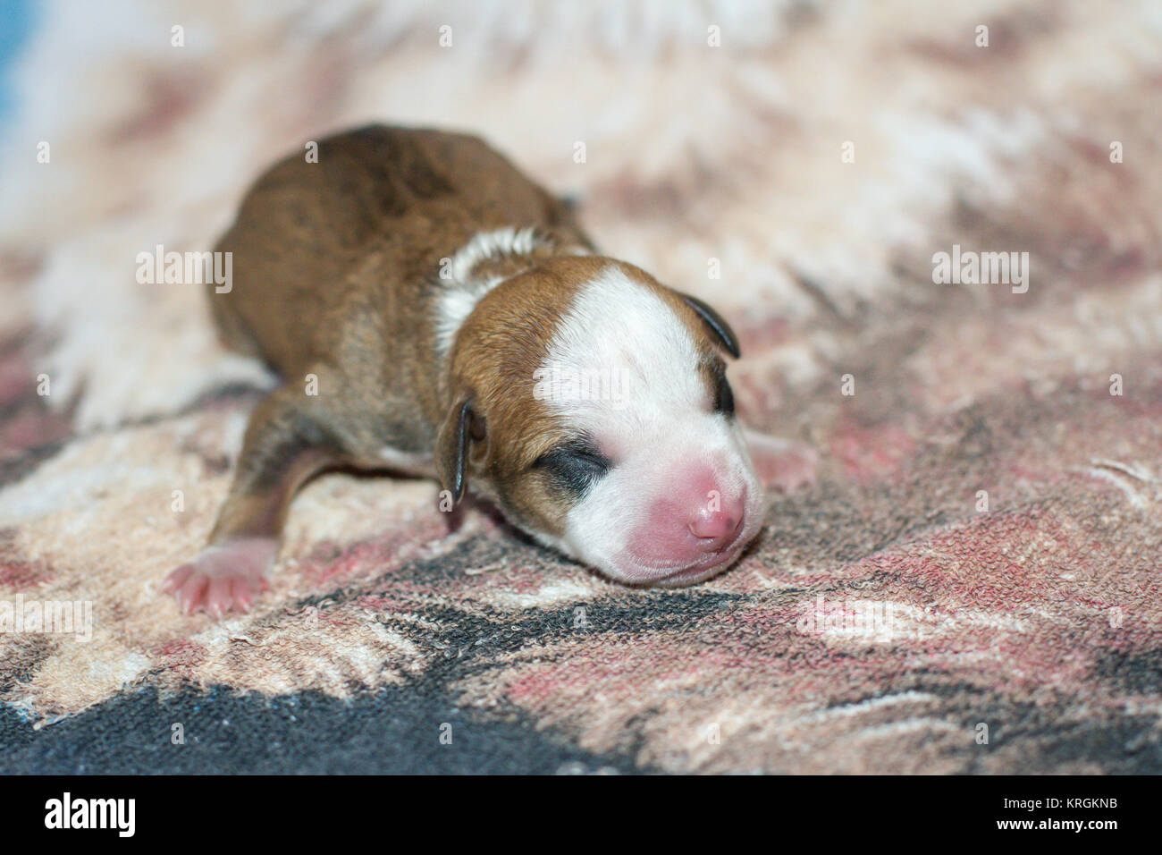 Newborn Bulldog type puppy Stock Photo - Alamy