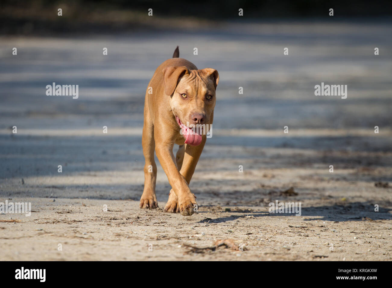Working Pit Bulldog female puppy Stock Photo - Alamy