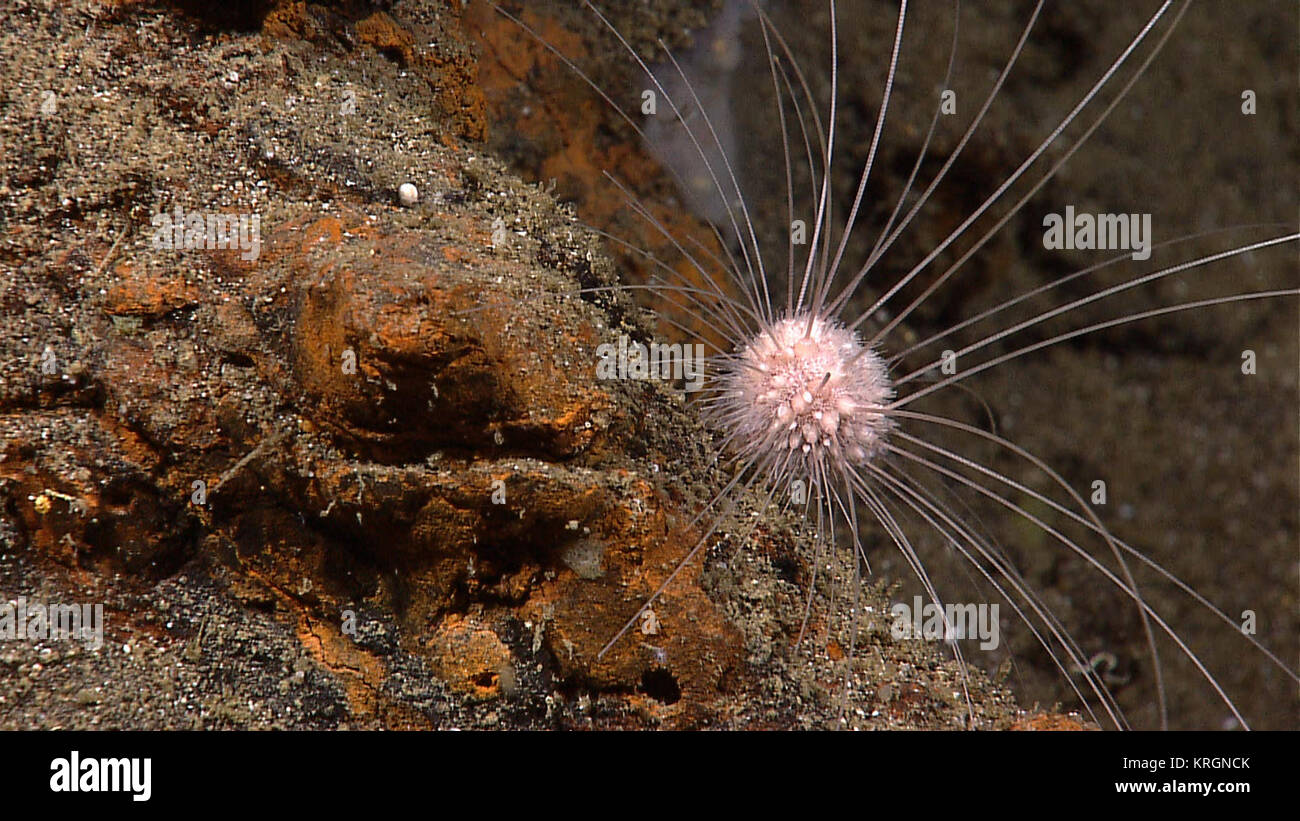 Okeanos hi-res stock photography and images - Alamy