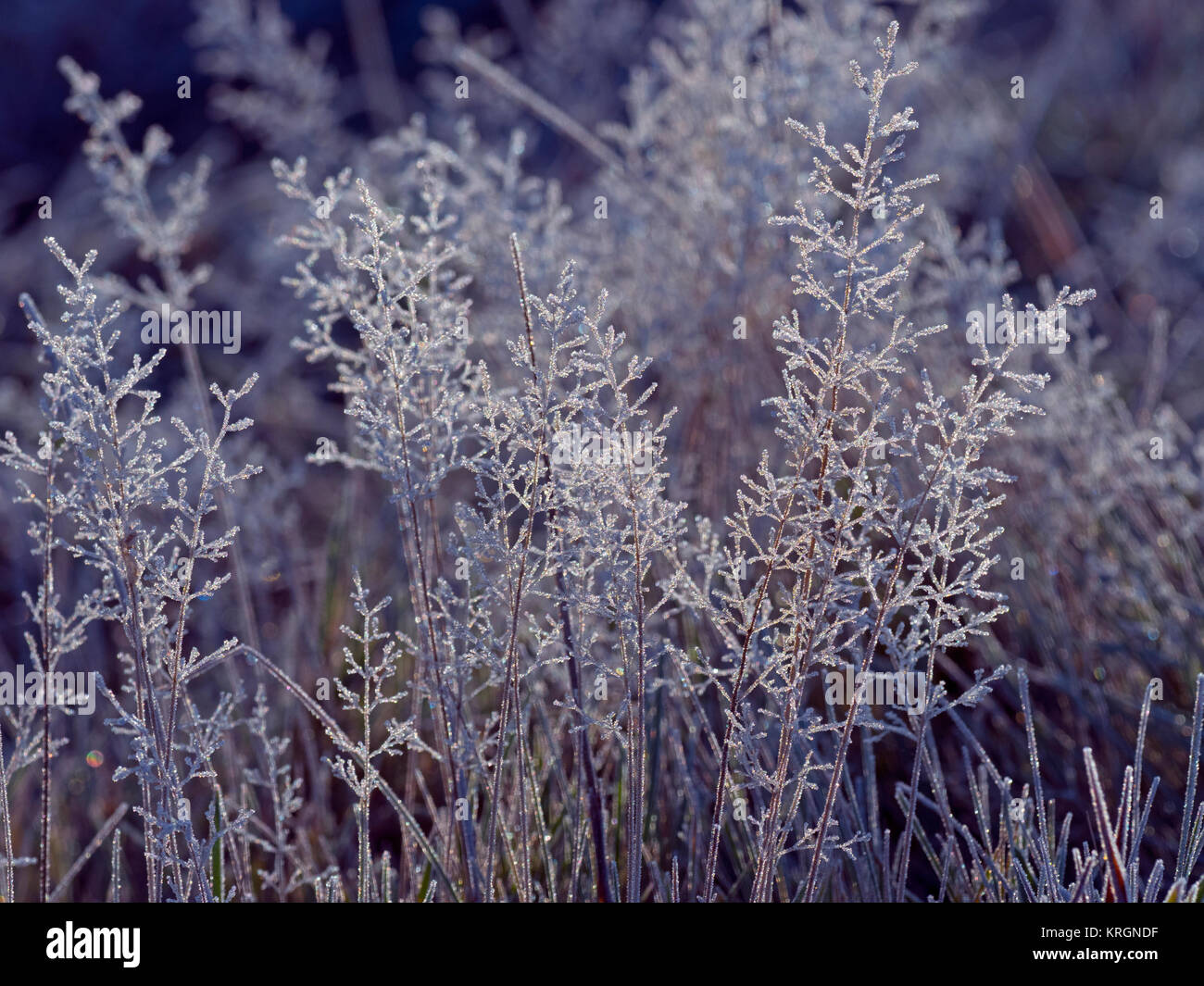Frost on seeds hi-res stock photography and images - Alamy