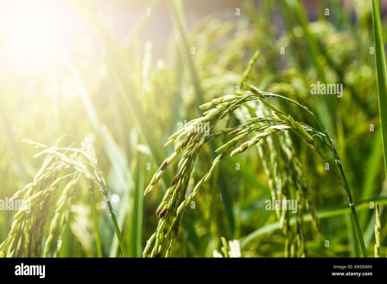 Close up green Rice background with light. Oil from Rice concept. Rice ...